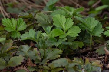 Barren Strawberry | Cape Cod Native Plants