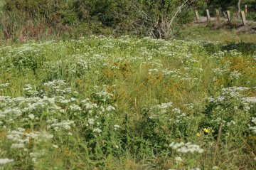 Common Boneset | Cape Cod Native Plants