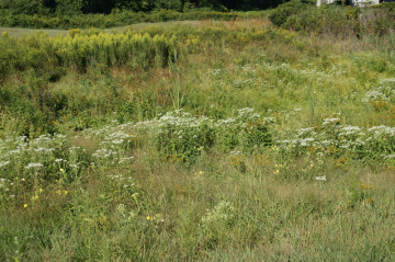 Common Boneset | Cape Cod Native Plants