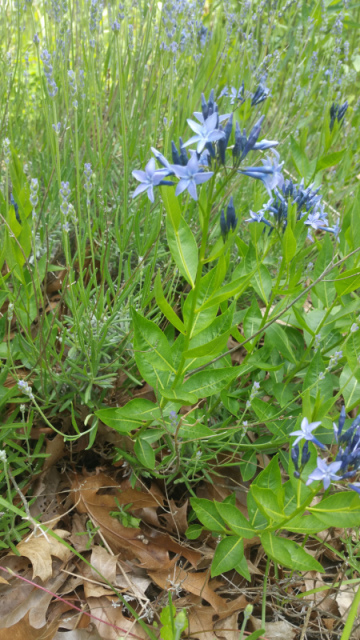 Eastern Bluestar | Cape Cod Native Plants