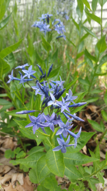 Eastern Bluestar | Cape Cod Native Plants
