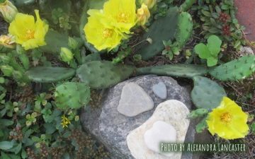 Eastern Prickly Pear | Cape Cod Native Plants