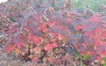 Oakleaf Hydrangea | Cape Cod Native Plants