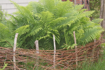 Ostrich Fern | Cape Cod Native Plants