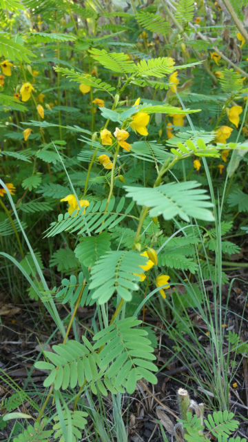 Partridge Pea | Cape Cod Native Plants