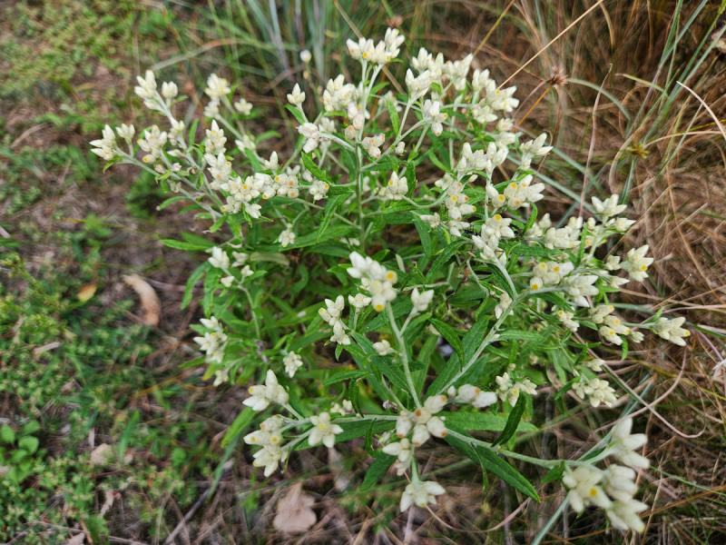 Rabbit Tobacco | Cape Cod Native Plants