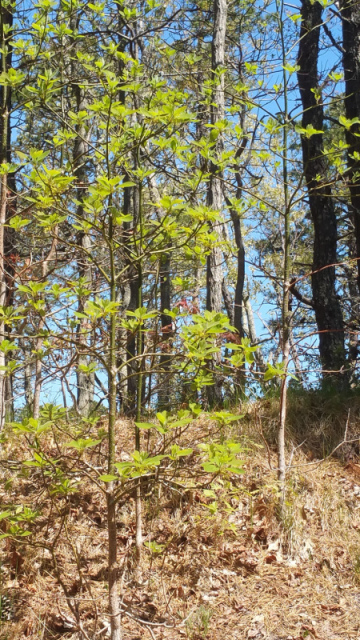 Find Plants | Cape Cod Native Plants