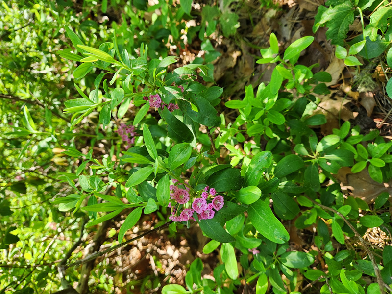Sheep Laurel | Cape Cod Native Plants