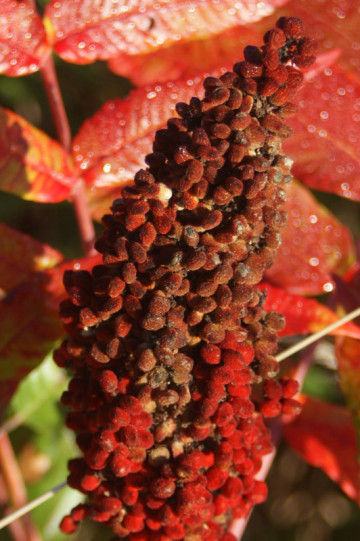 Smooth Sumac | Cape Cod Native Plants