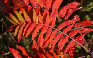 Smooth Sumac | Cape Cod Native Plants