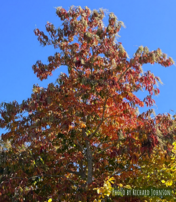 Sourwood | Cape Cod Native Plants