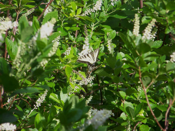 Sweet Pepperbush | Cape Cod Native Plants