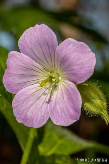 Wild Geranium | Cape Cod Native Plants