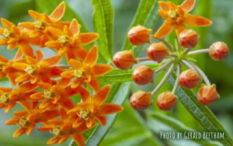 Butterfly Milkweed | Cape Cod Native Plants