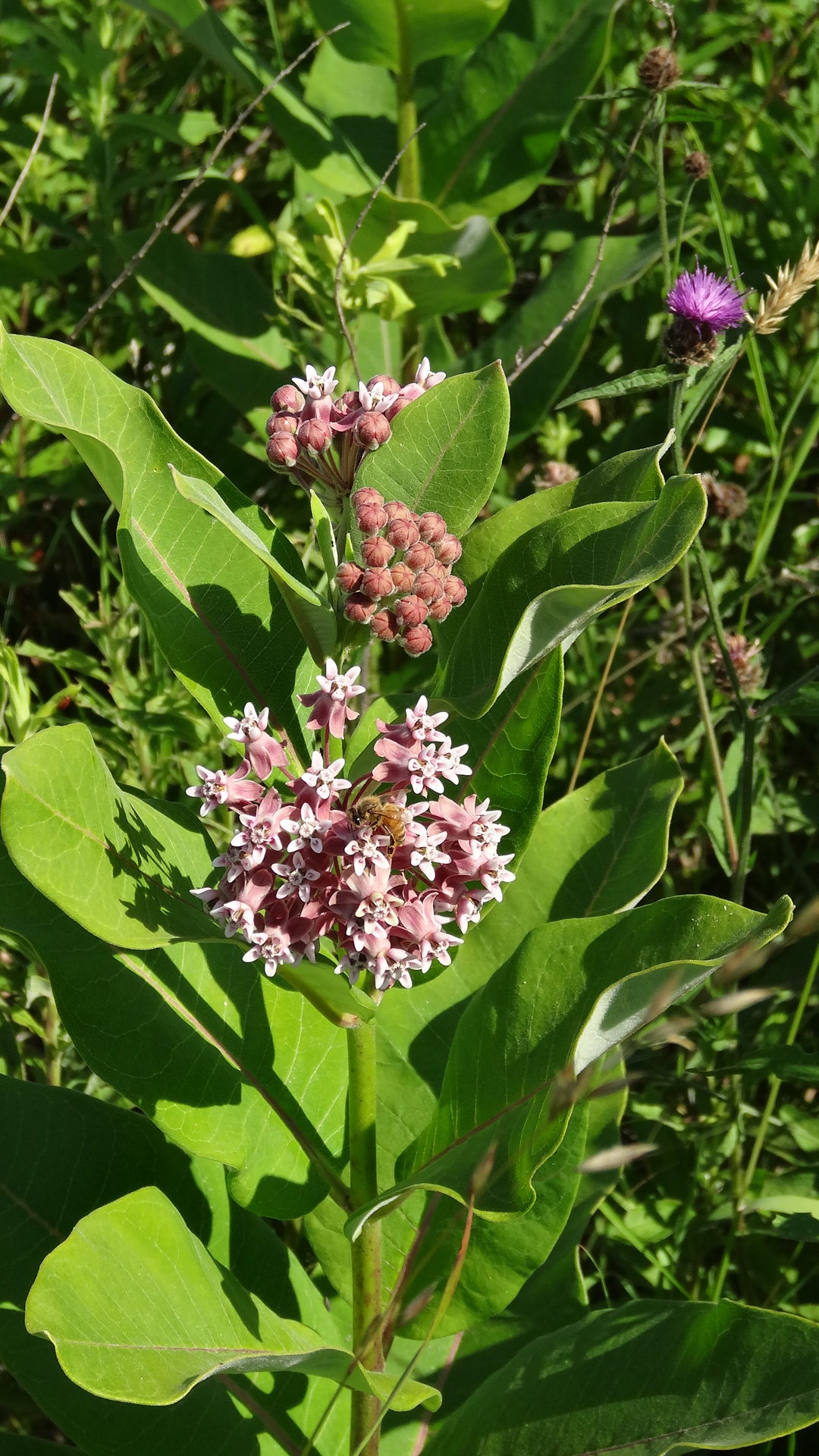 Find Plants | Cape Cod Native Plants