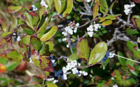 Bayberry | Cape Cod Native Plants