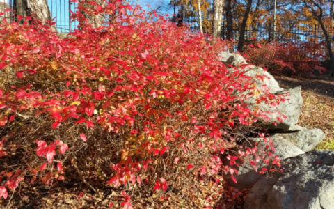 Highbush Blueberry | Cape Cod Native Plants