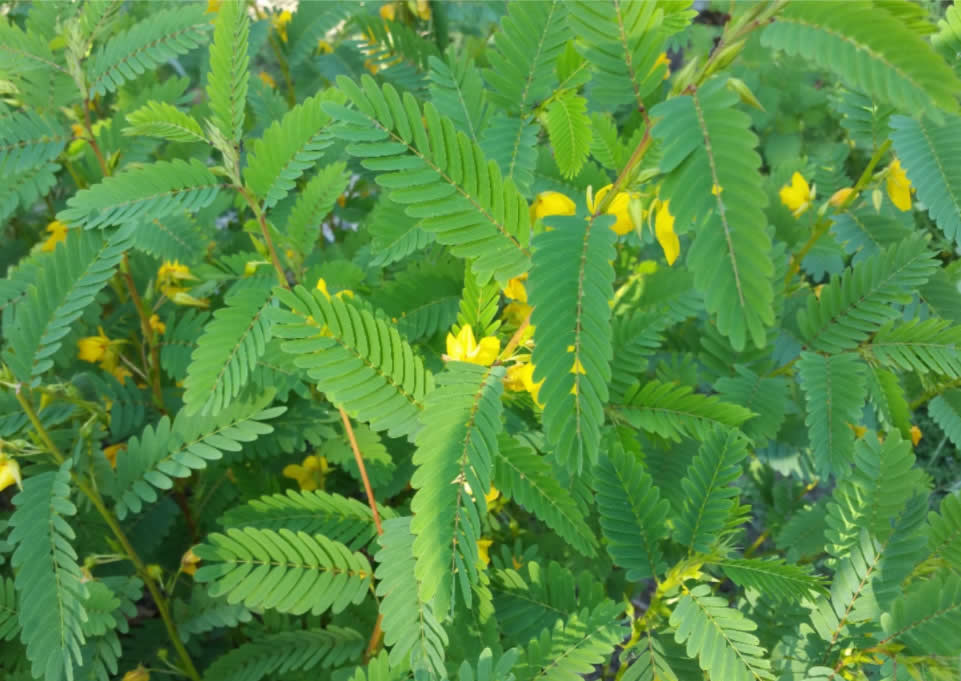 Find Plants | Cape Cod Native Plants