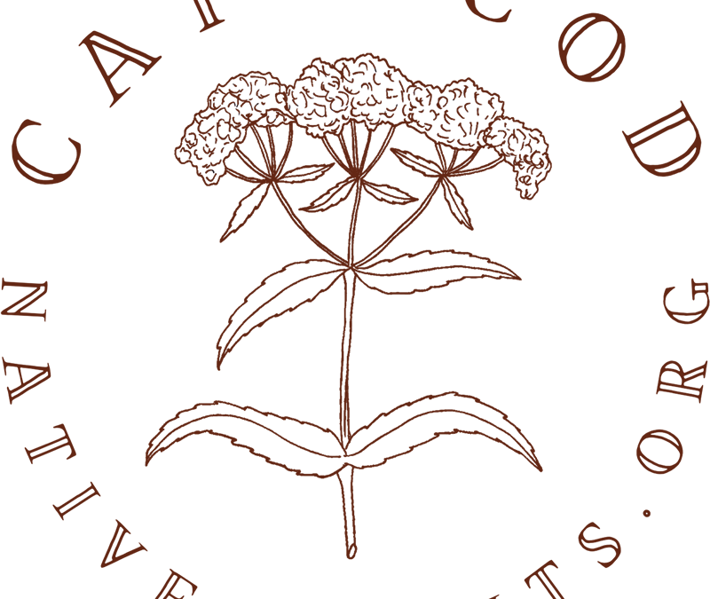 | Cape Cod Native Plants