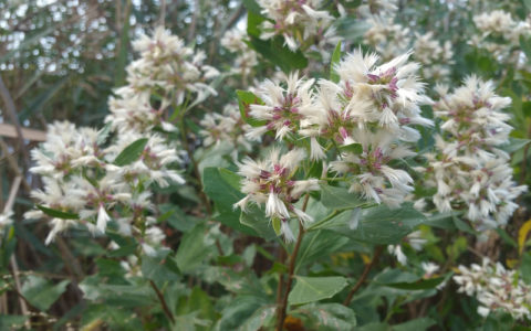 Groundsel Bush | Cape Cod Native Plants