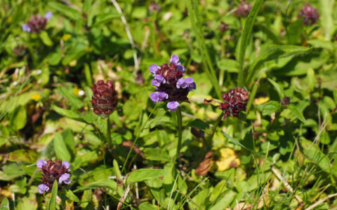 Selfheal | Cape Cod Native Plants