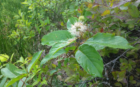 Buttonbush | Cape Cod Native Plants