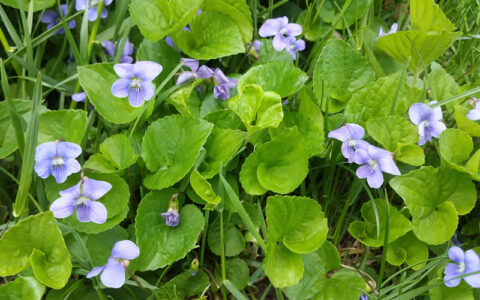 Common Blue Violet | Cape Cod Native Plants