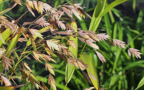 Northern Sea Oats | Cape Cod Native Plants