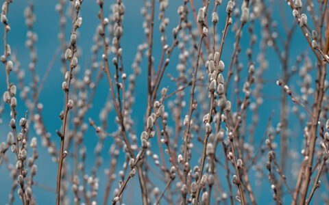 Pussy Willow | Cape Cod Native Plants