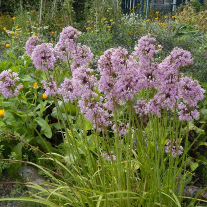 Find Plants | Cape Cod Native Plants
