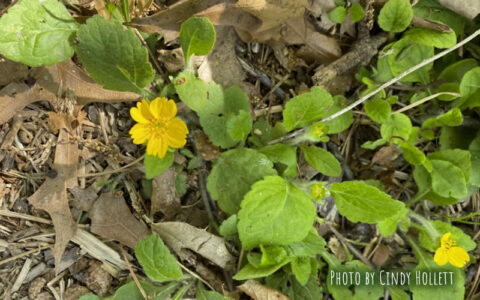 Green and Gold | Cape Cod Native Plants
