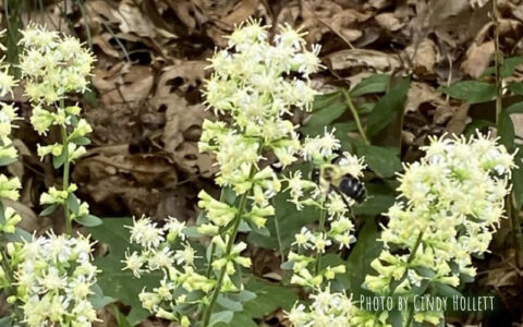 Silverrod / White Goldenrod | Cape Cod Native Plants