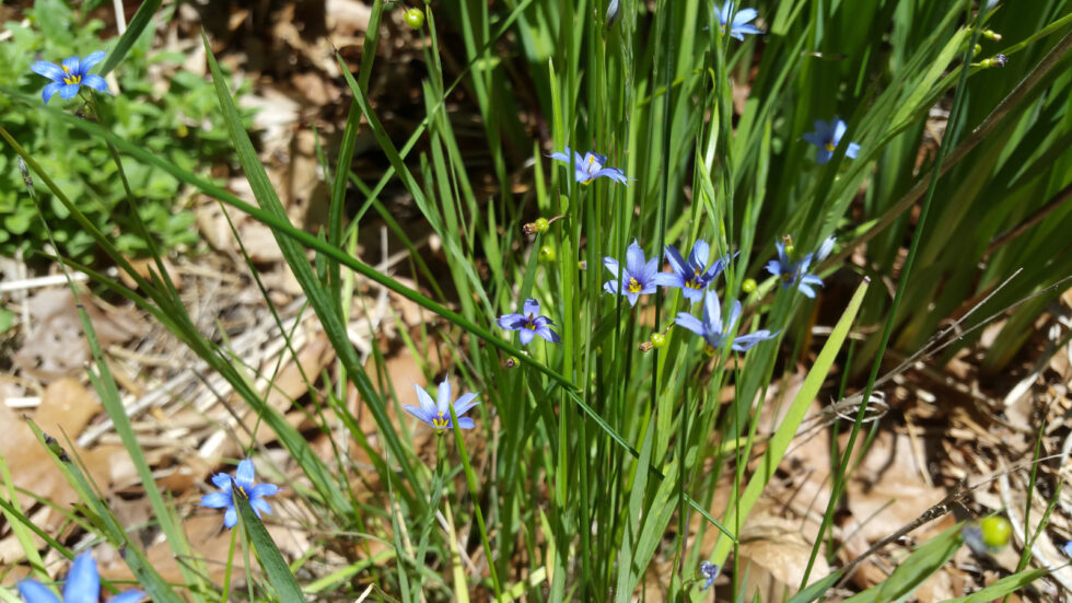 Blue-eyed Grass | Cape Cod Native Plants