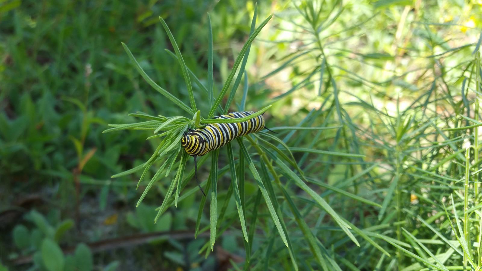 Find Plants | Cape Cod Native Plants