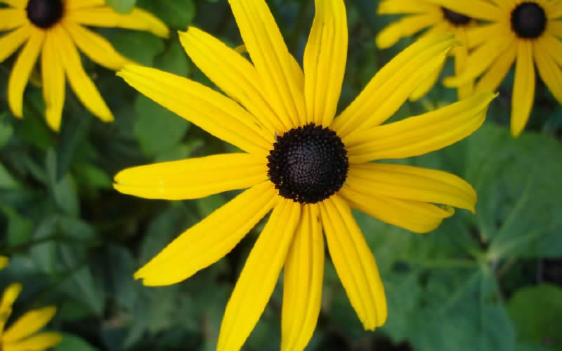 black-eyed-susan-apcc | Cape Cod Native Plants