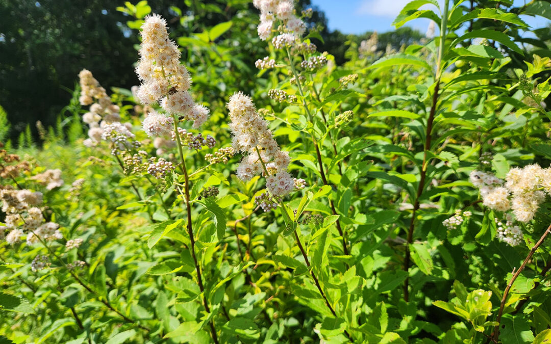 Meadowsweet | Cape Cod Native Plants