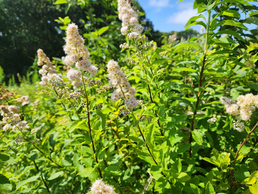 Meadowsweet | Cape Cod Native Plants