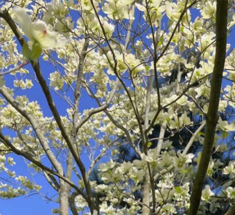 Flowering Dogwood | Cape Cod Native Plants