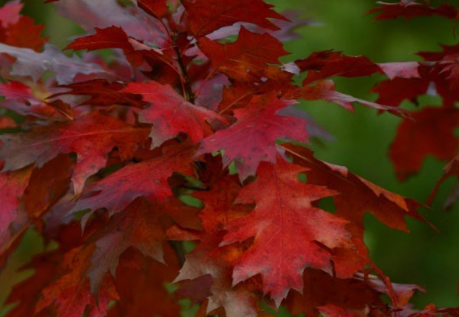 Find Plants | Cape Cod Native Plants