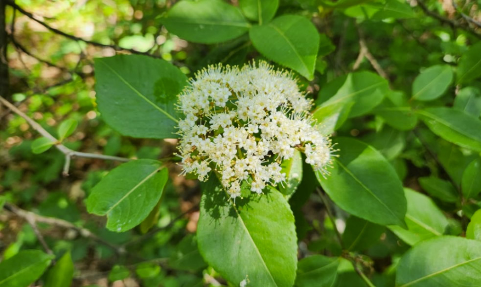 Find Plants | Cape Cod Native Plants