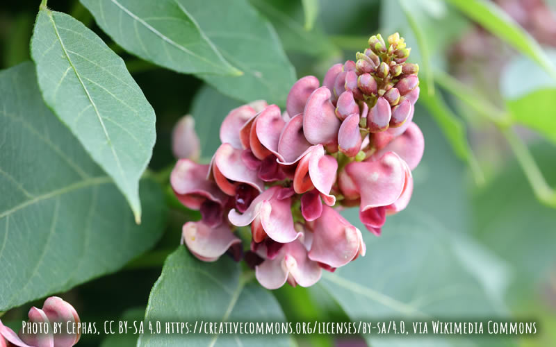 Find Plants | Cape Cod Native Plants