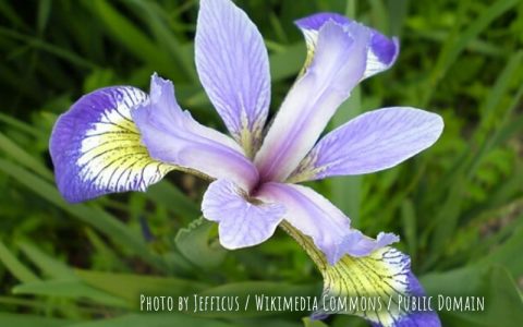 Blue Flag Iris | Cape Cod Native Plants