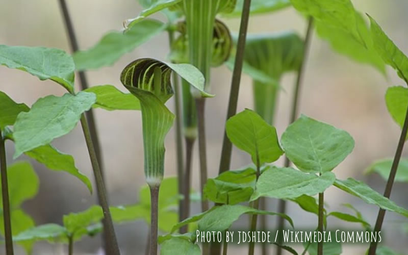 Find Plants | Cape Cod Native Plants