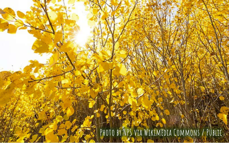 Find Plants | Cape Cod Native Plants