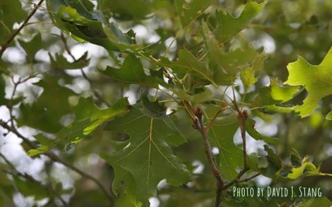 Black Oak | Cape Cod Native Plants