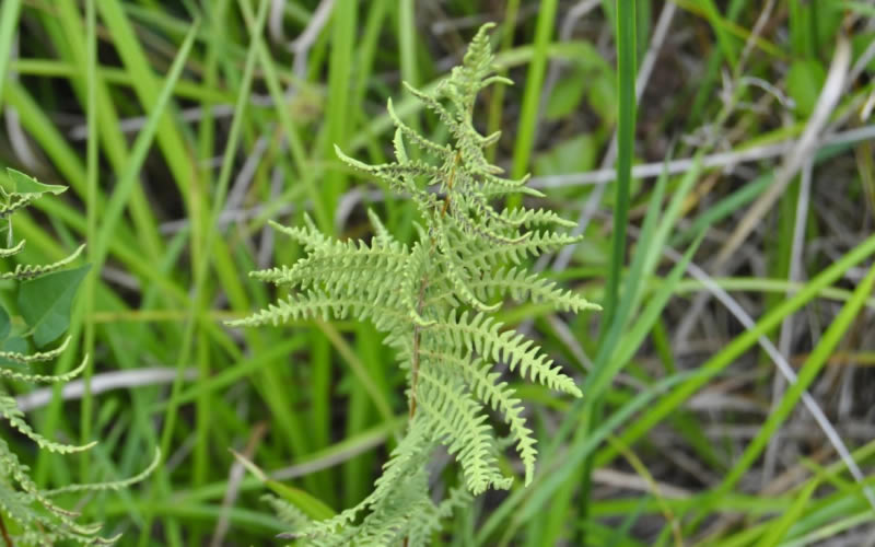 Find Plants | Cape Cod Native Plants