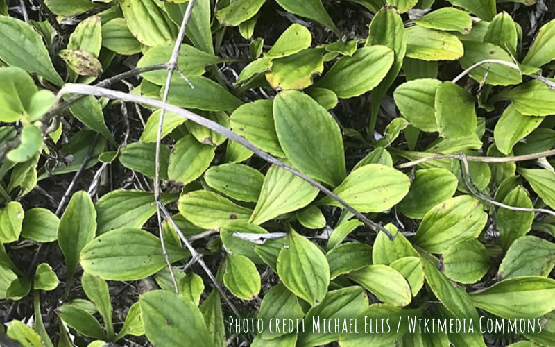 Find Plants | Cape Cod Native Plants