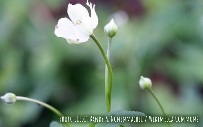 Find Plants | Cape Cod Native Plants