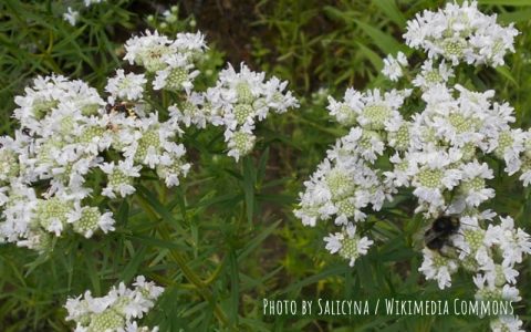 Virginia Mountain Mint | Cape Cod Native Plants